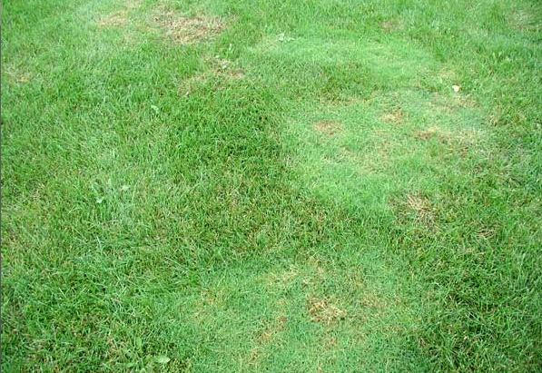 New And Improved Solution To Creeping Bent Grass Infestation Reder Landscaping Landscape
