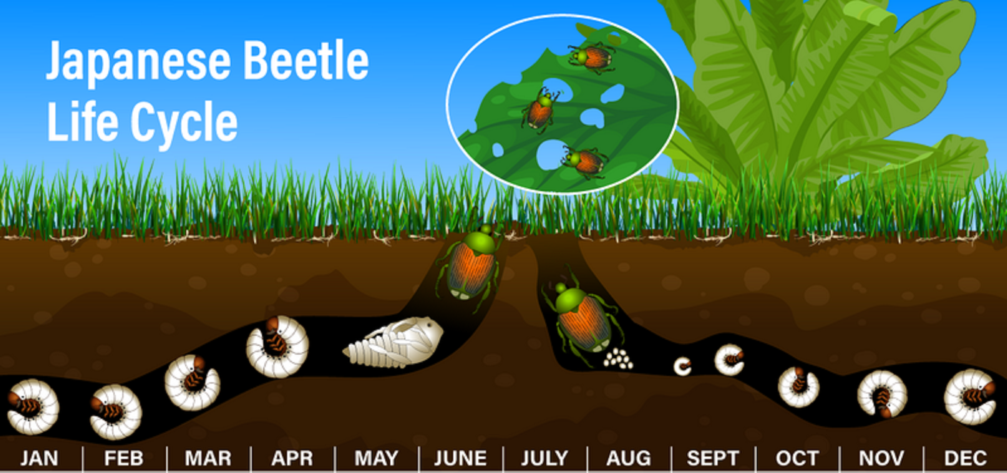 Now Is the Time for Preventative Grub Control - Reder Landscaping ...