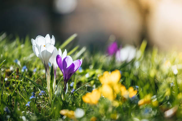 What to do with spring bulbs when they're done blooming? - Reder ...