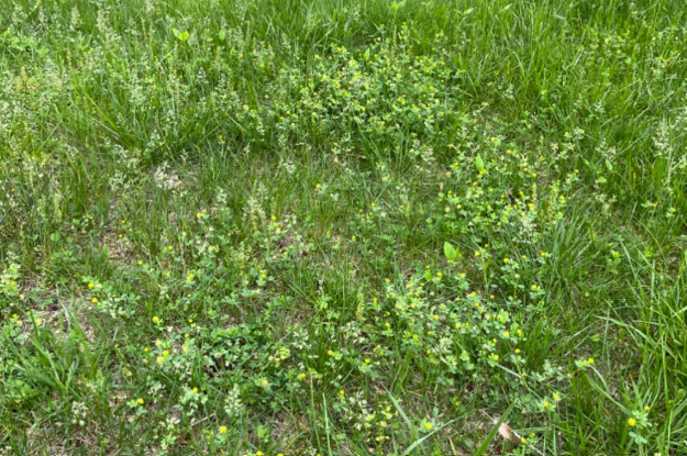 Why Do I Have So Many Weeds in My Yard? What Can I Do to Get Rid of ...