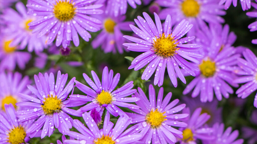 What Plants Can I Add in My Garden That Look Beautiful in Fall? - Reder ...